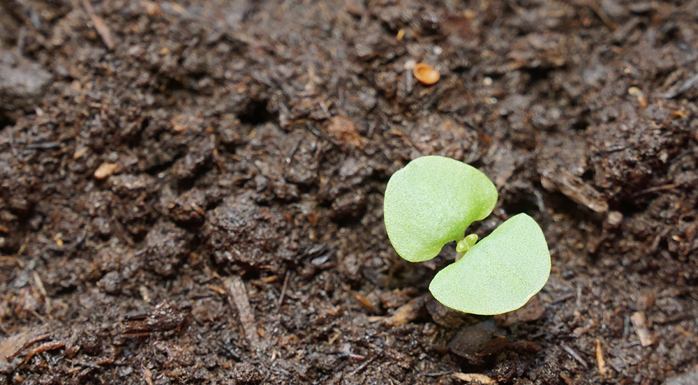 Germination Basilic Véritable 1000px - Véritable