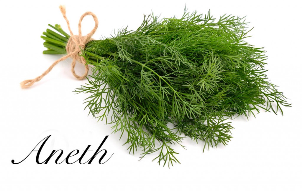 Les herbes aromatiques de l’automne